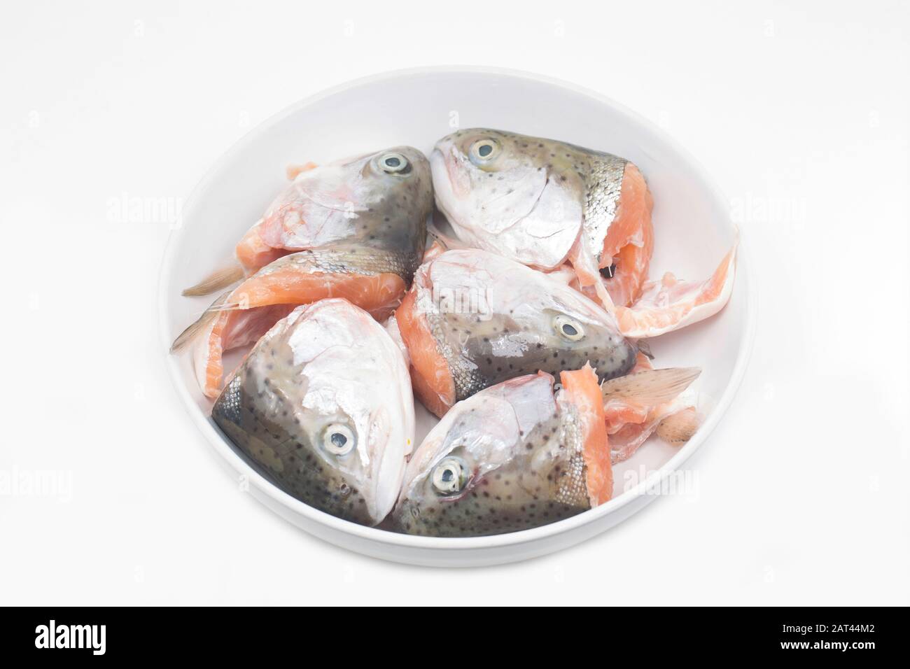 The heads of five rainbow trout, Oncorhyncus mykiss, that will be used ...