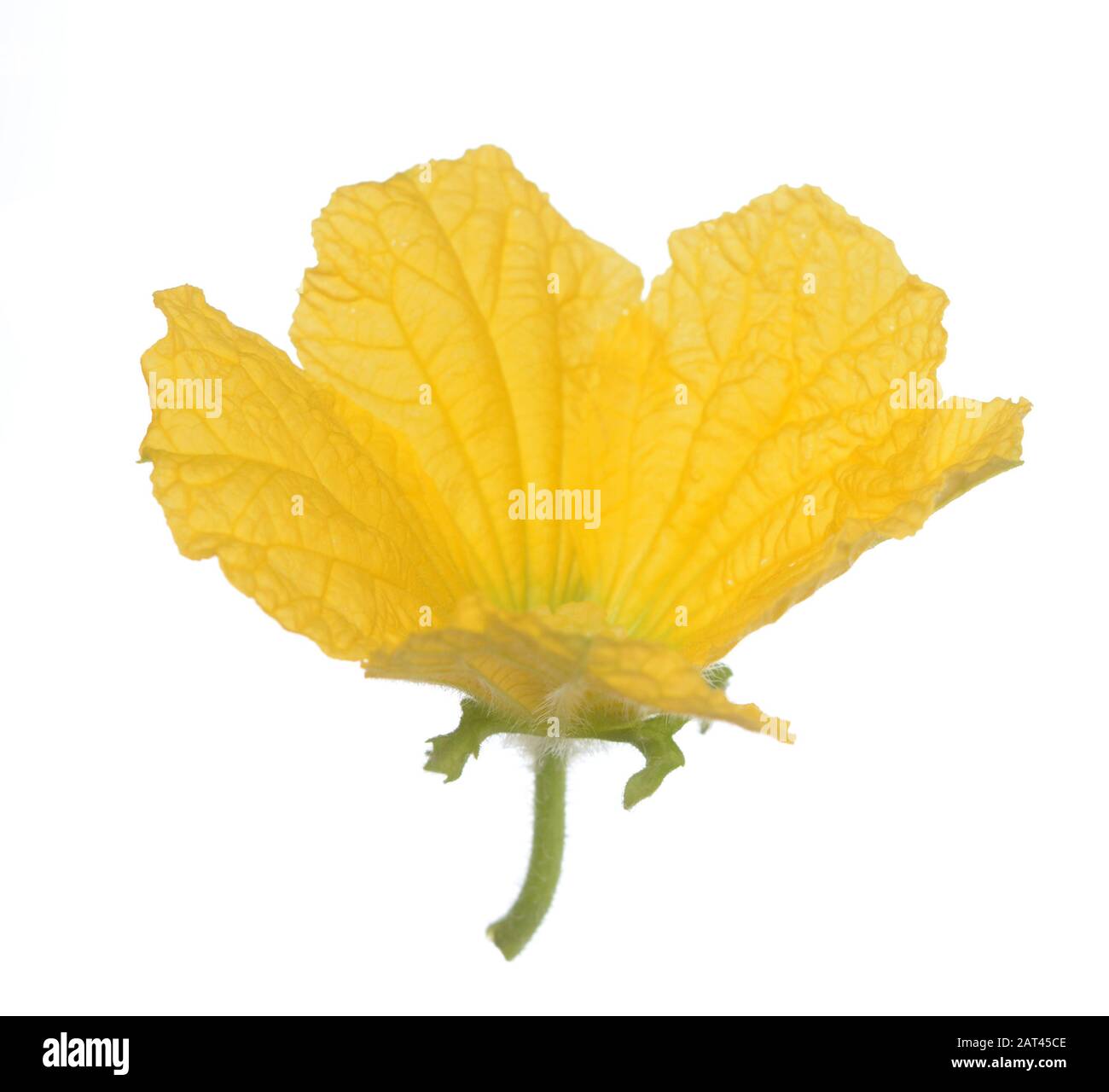 Blooming yellow Squash flower isolated on white Stock Photo - Alamy