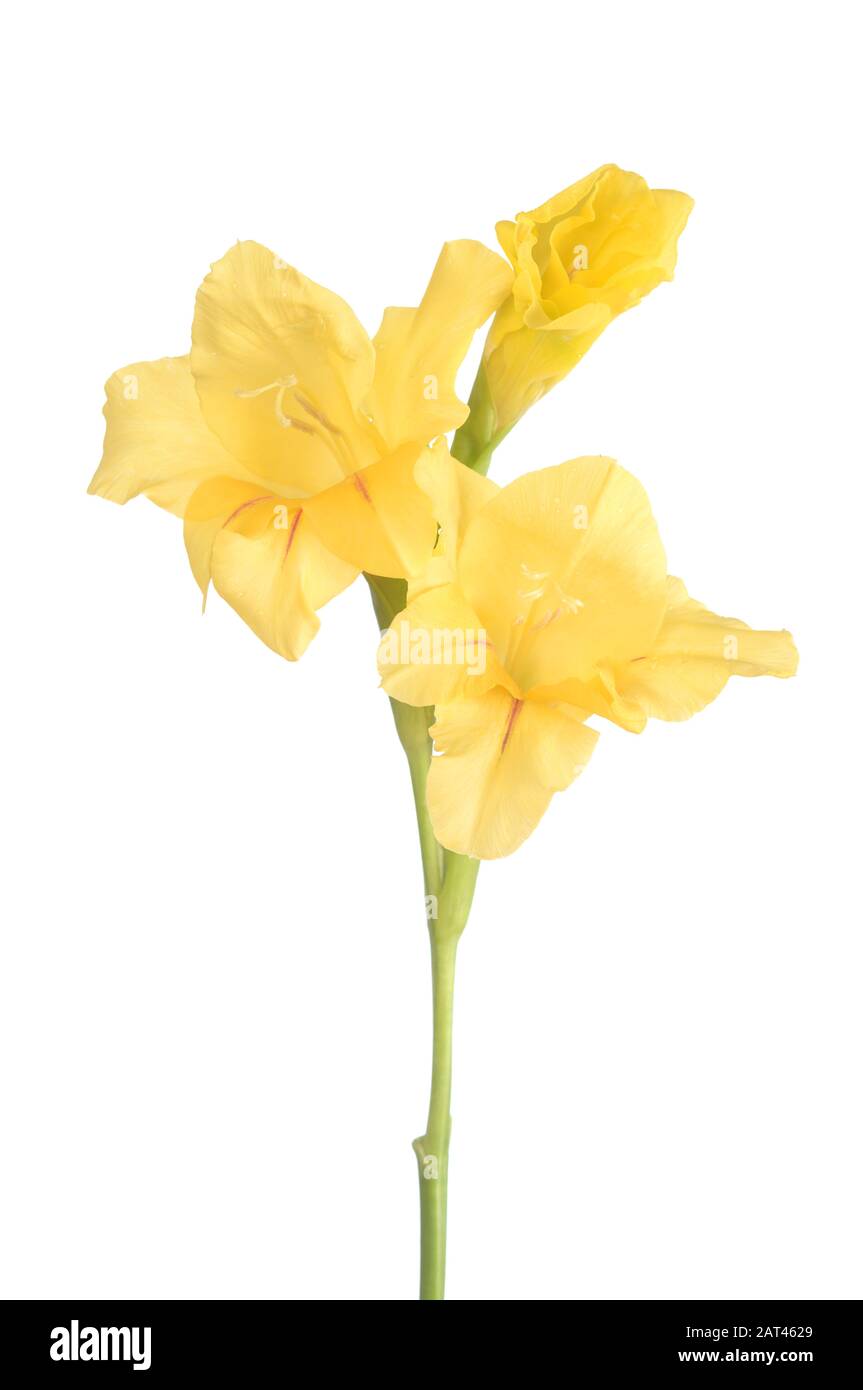 Yellow gladious flower isolated on white Stock Photo - Alamy