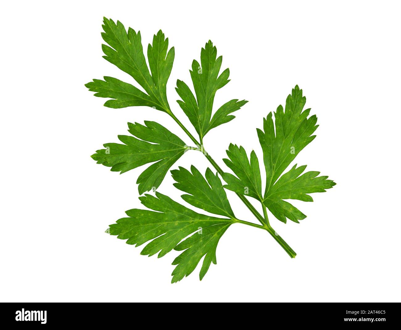 Parsley leaf isolated on white background. Fresh organic parsley herb ...