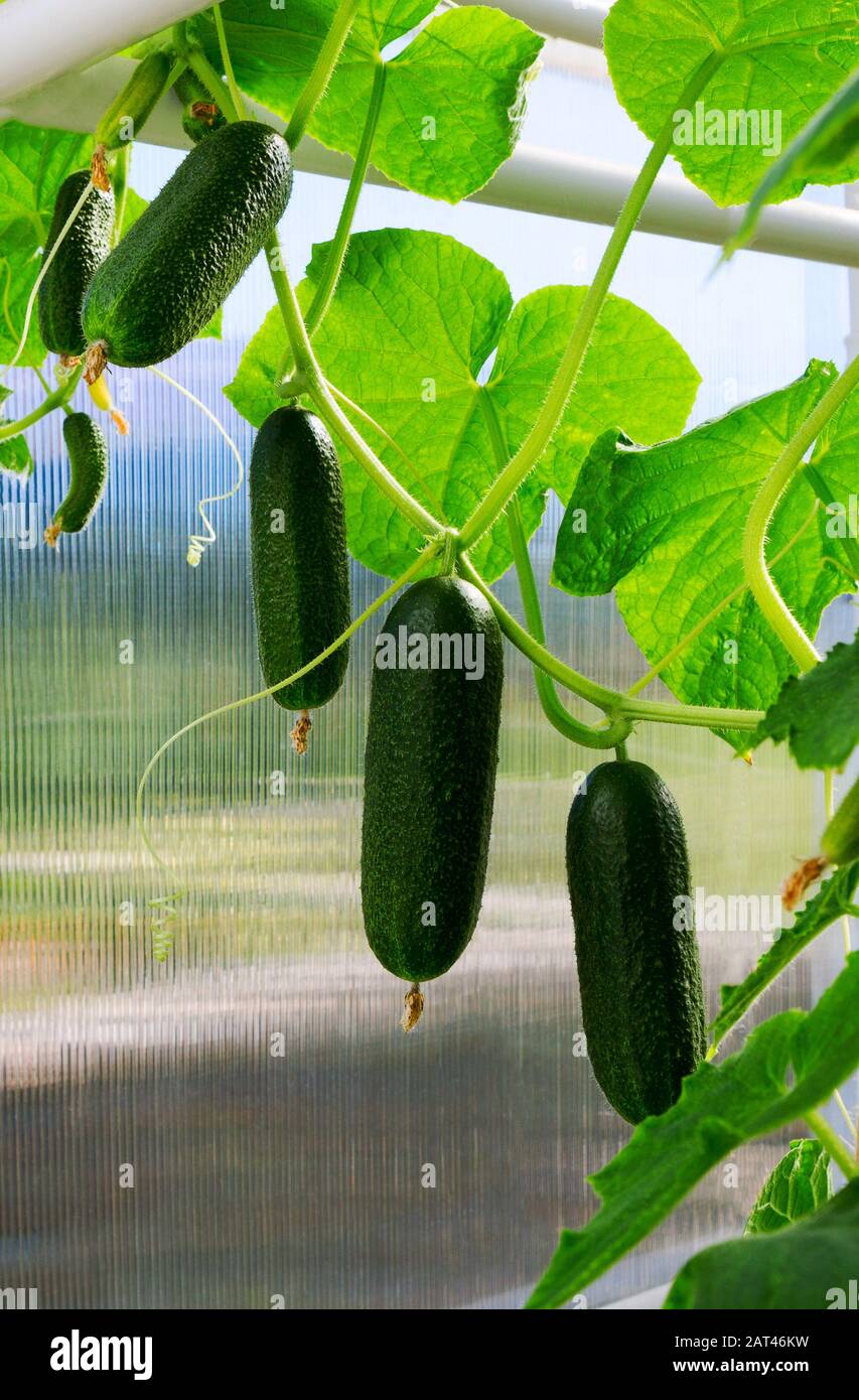 Cucumber plant. Fresh Organic Cucumbers Growing Stock Photo - Alamy