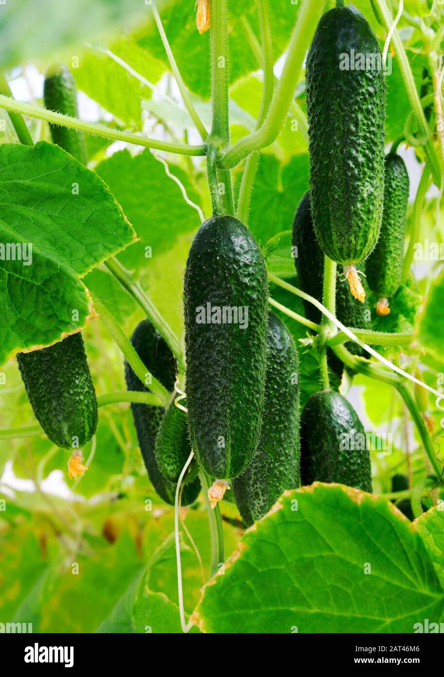 Cucumber plant. Fresh Organic Cucumbers Growing Stock Photo - Alamy