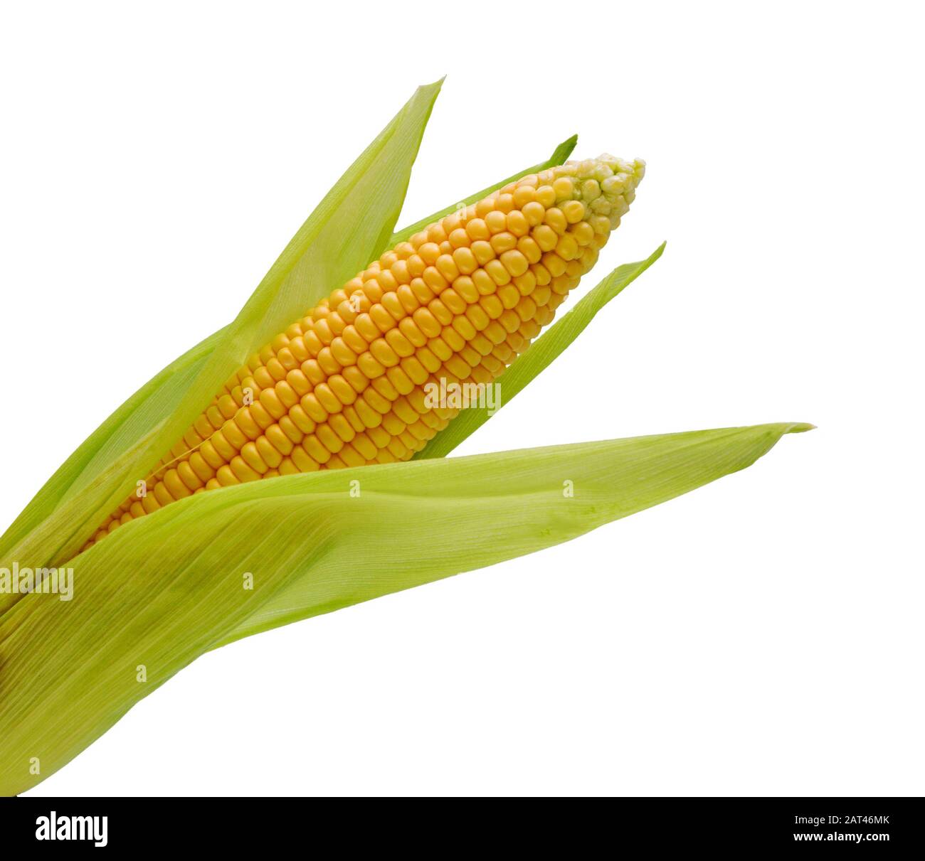 Single ear of corn isolated on white background Stock Photo - Alamy