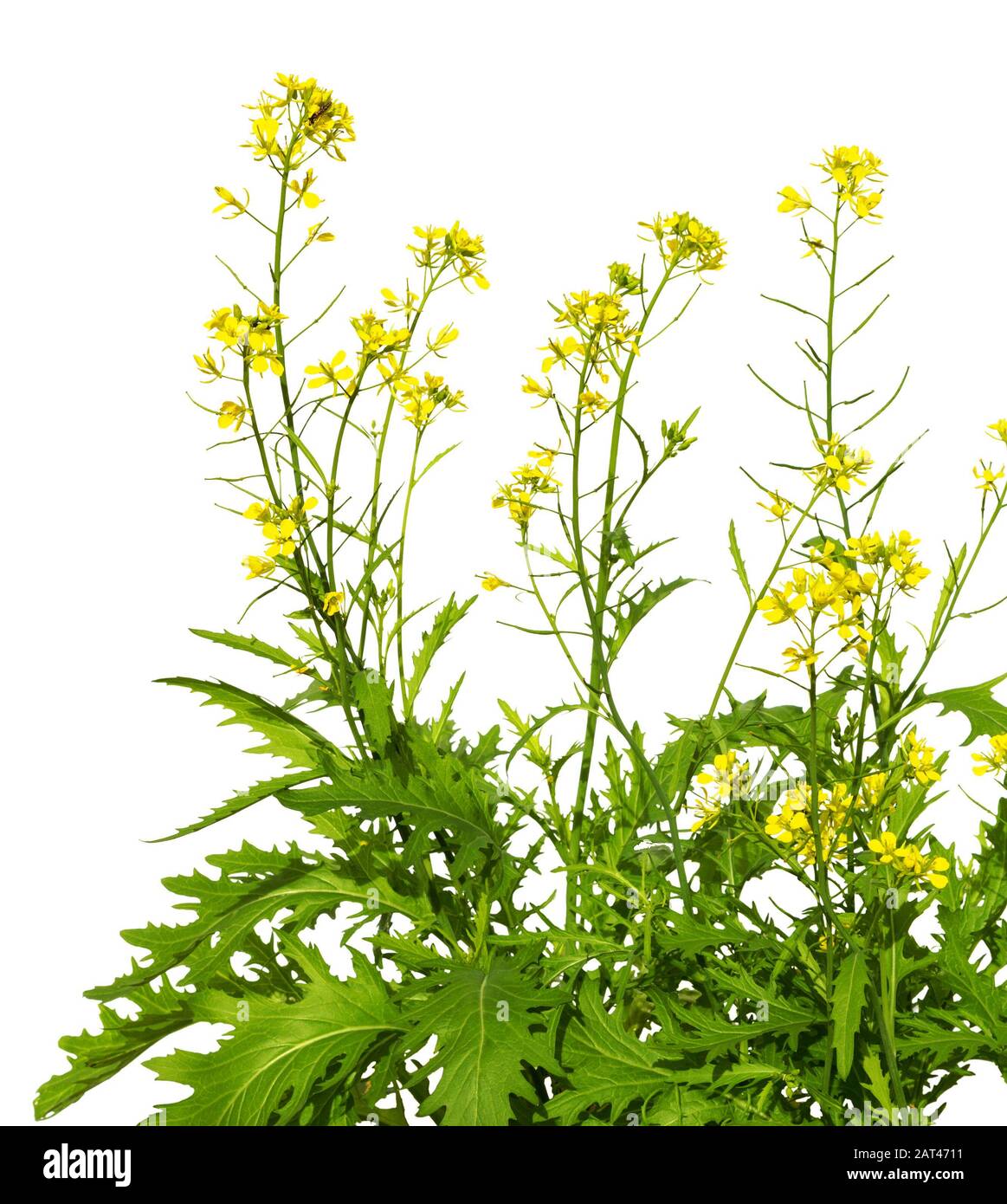 Mustard plant flowering isolated on white background. Wild mustard ...