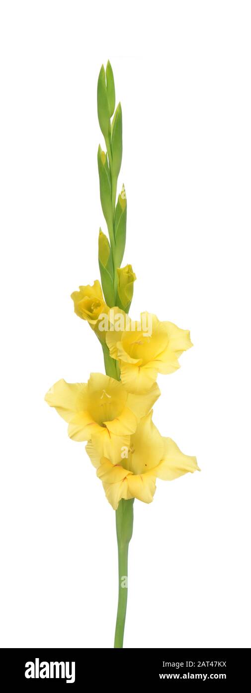 Yellow Gladiolus flower isolated on white background Stock Photo - Alamy