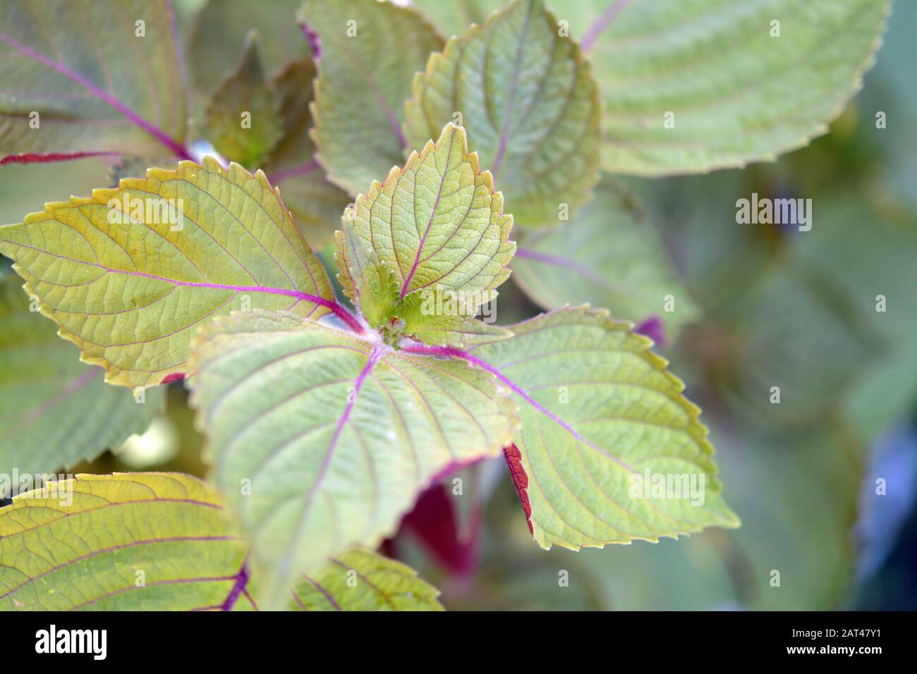 Perilla mint hi-res stock photography and images - Alamy