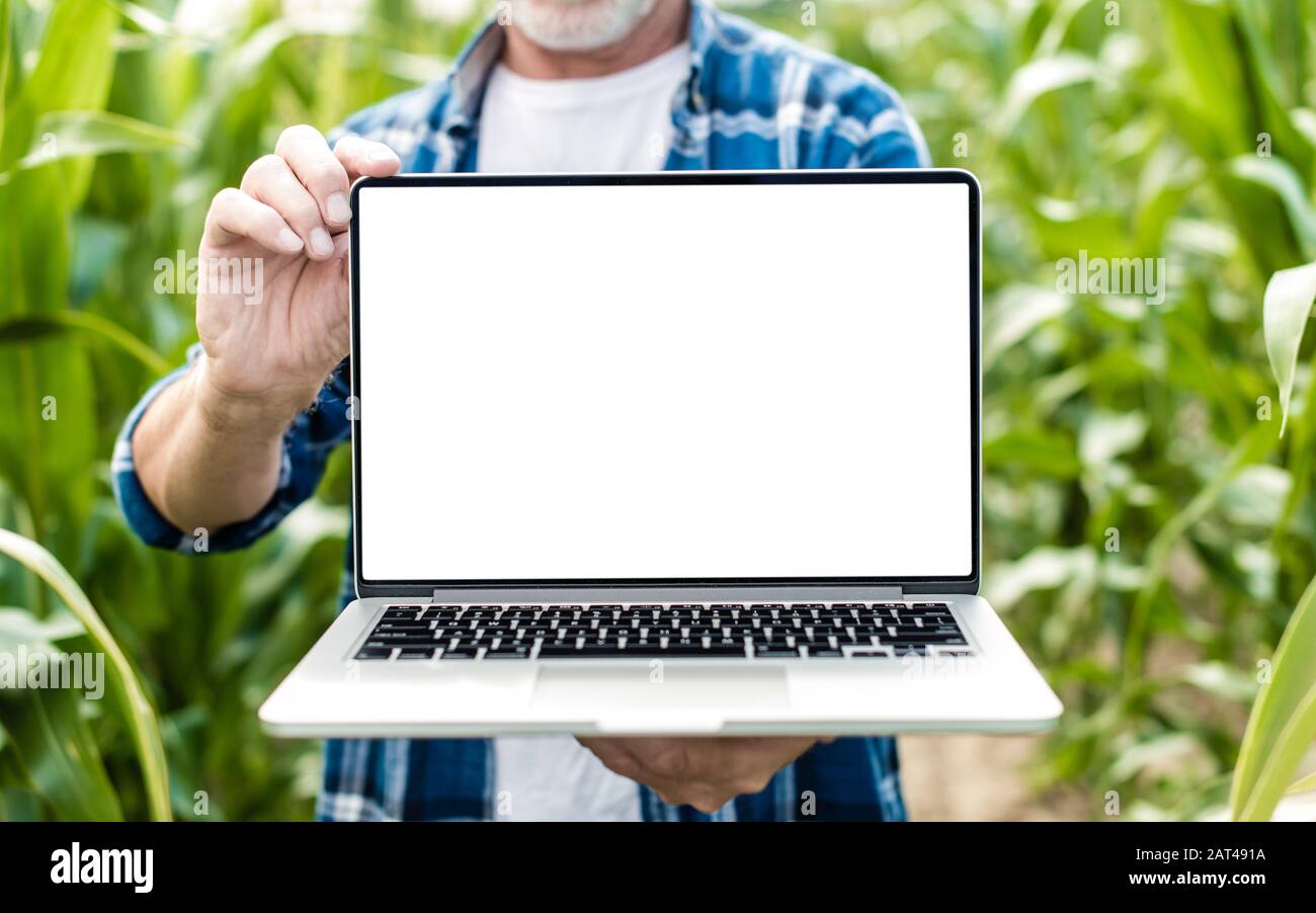 Middle aged farmer standing in a field holding laptop. White screen ...