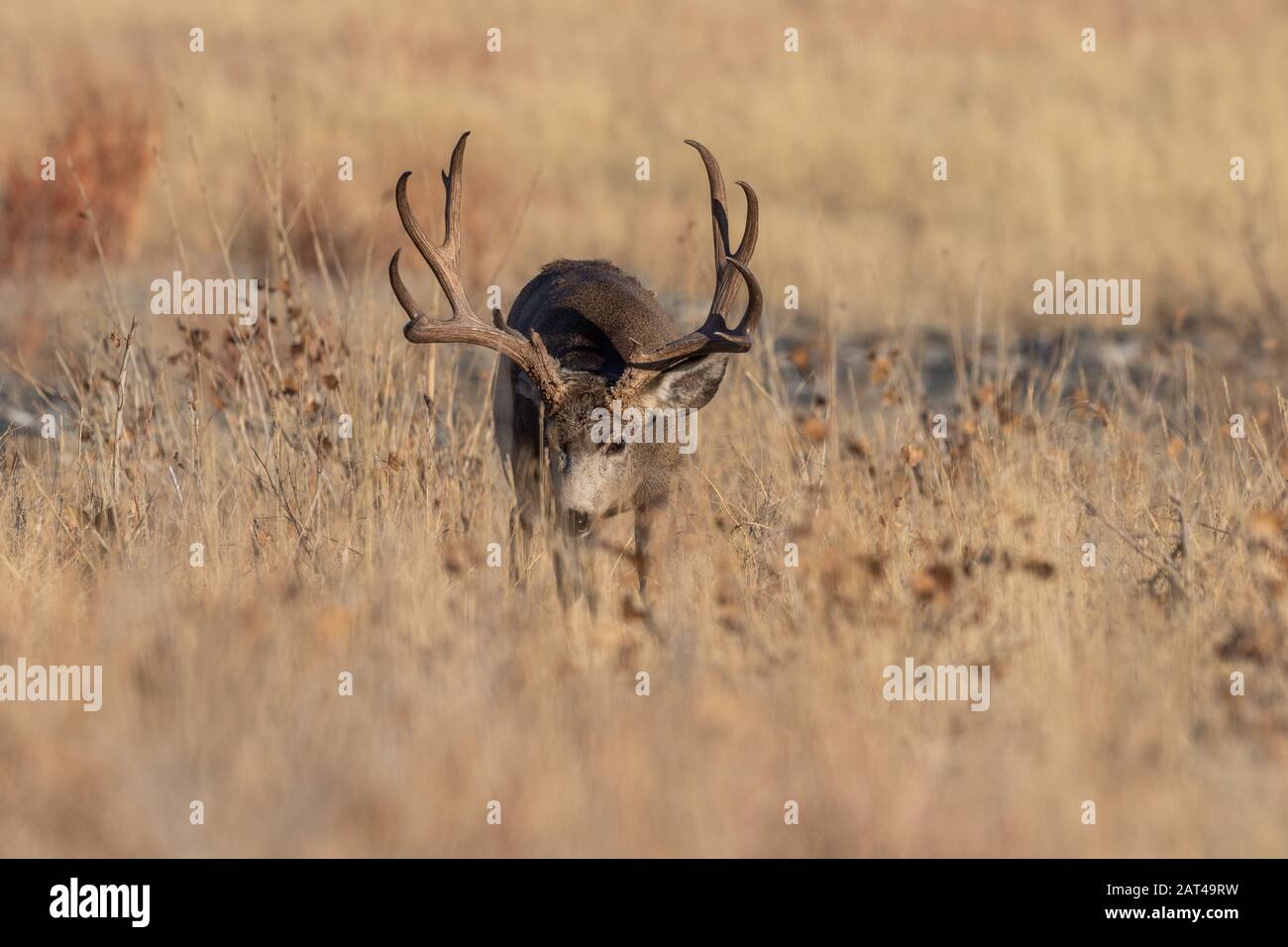 Mule Deer Buck in the Fall Rut Stock Photo - Alamy