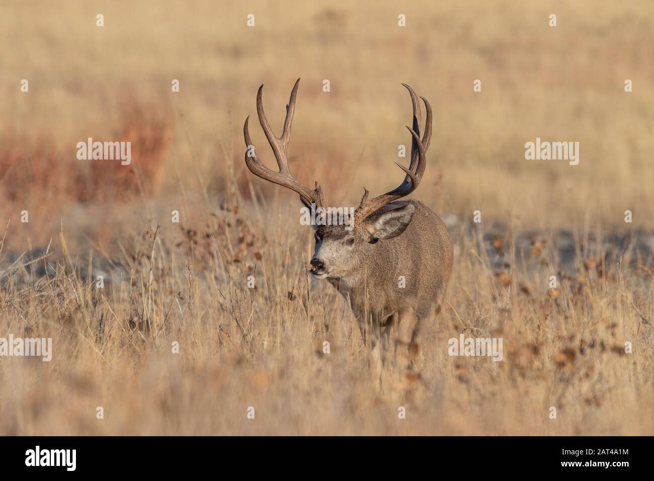Mule Deer Buck in the Fall Rut Stock Photo - Alamy