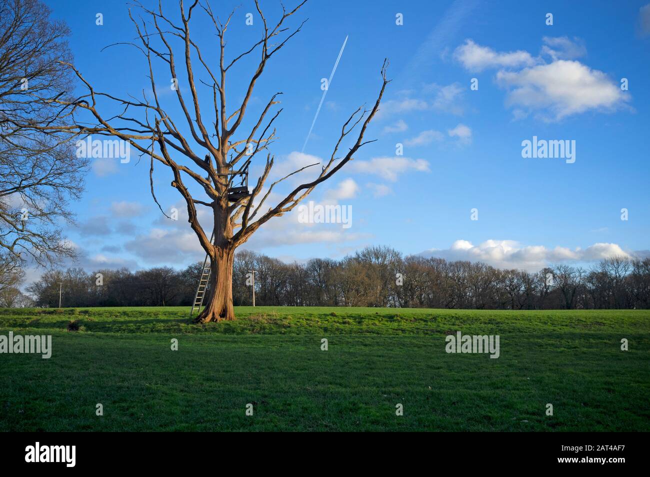 Dead tree still standing hi-res stock photography and images - Alamy