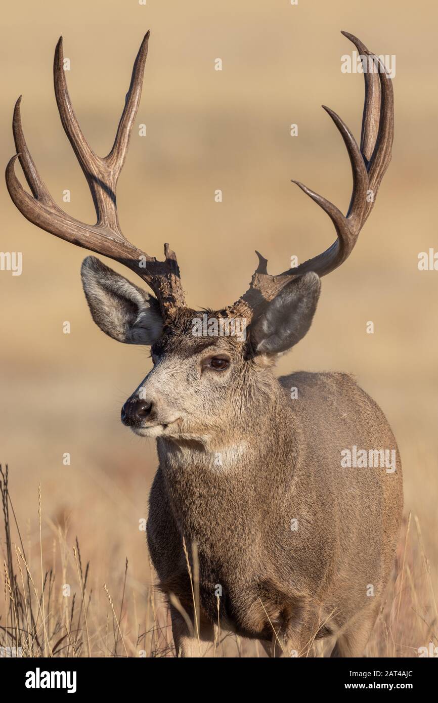 Mule Deer Buck in the Fall Rut Stock Photo - Alamy