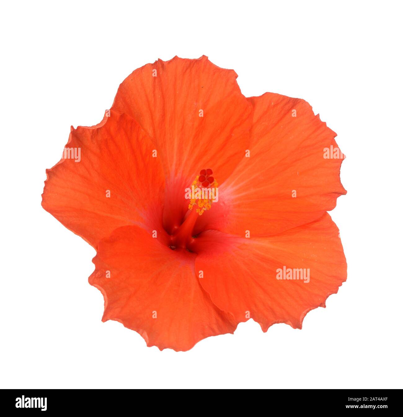 Orange color hibiscus flower isolated on white Stock Photo - Alamy