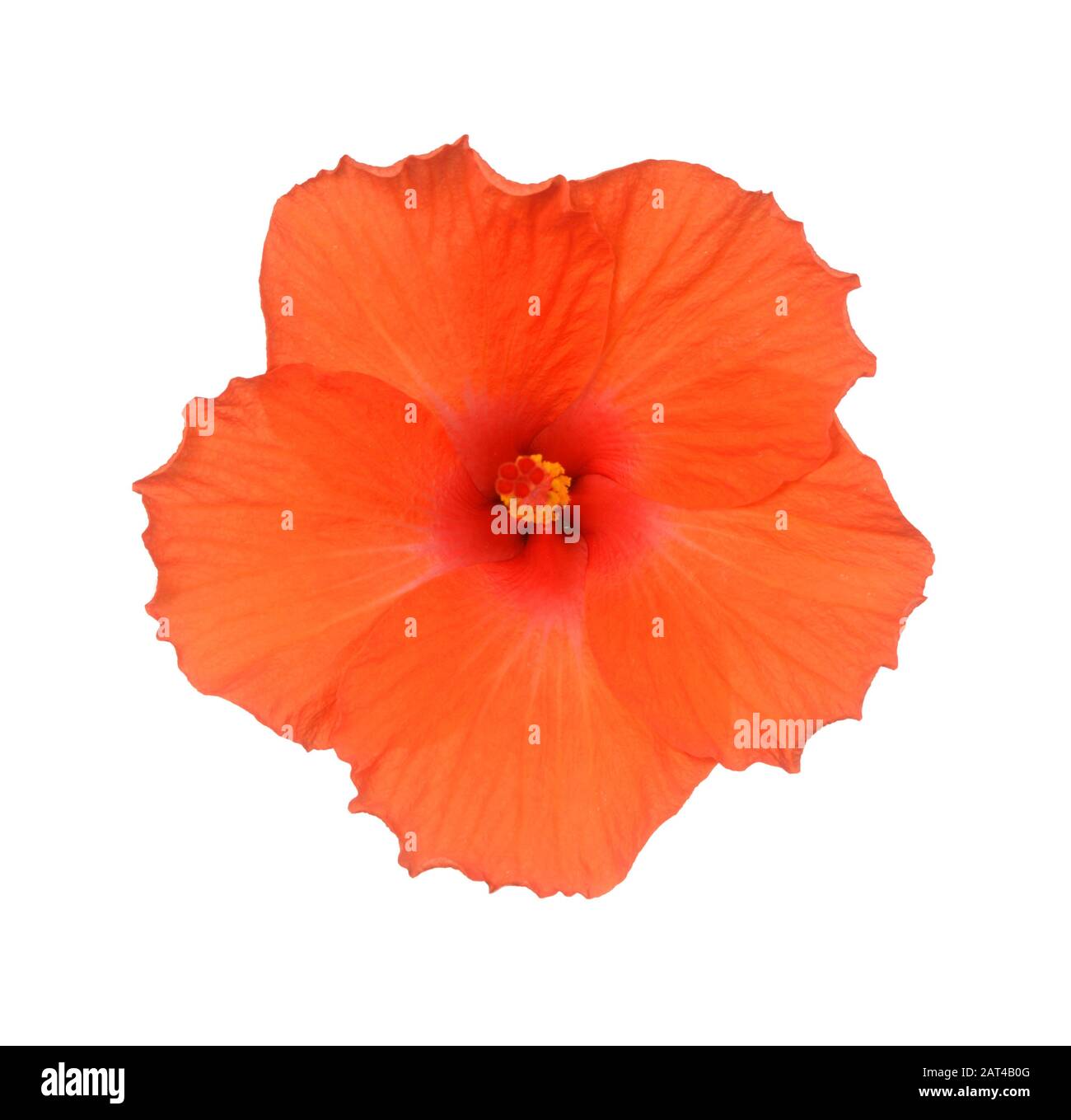 Orange color hibiscus flower isolated on white Stock Photo - Alamy