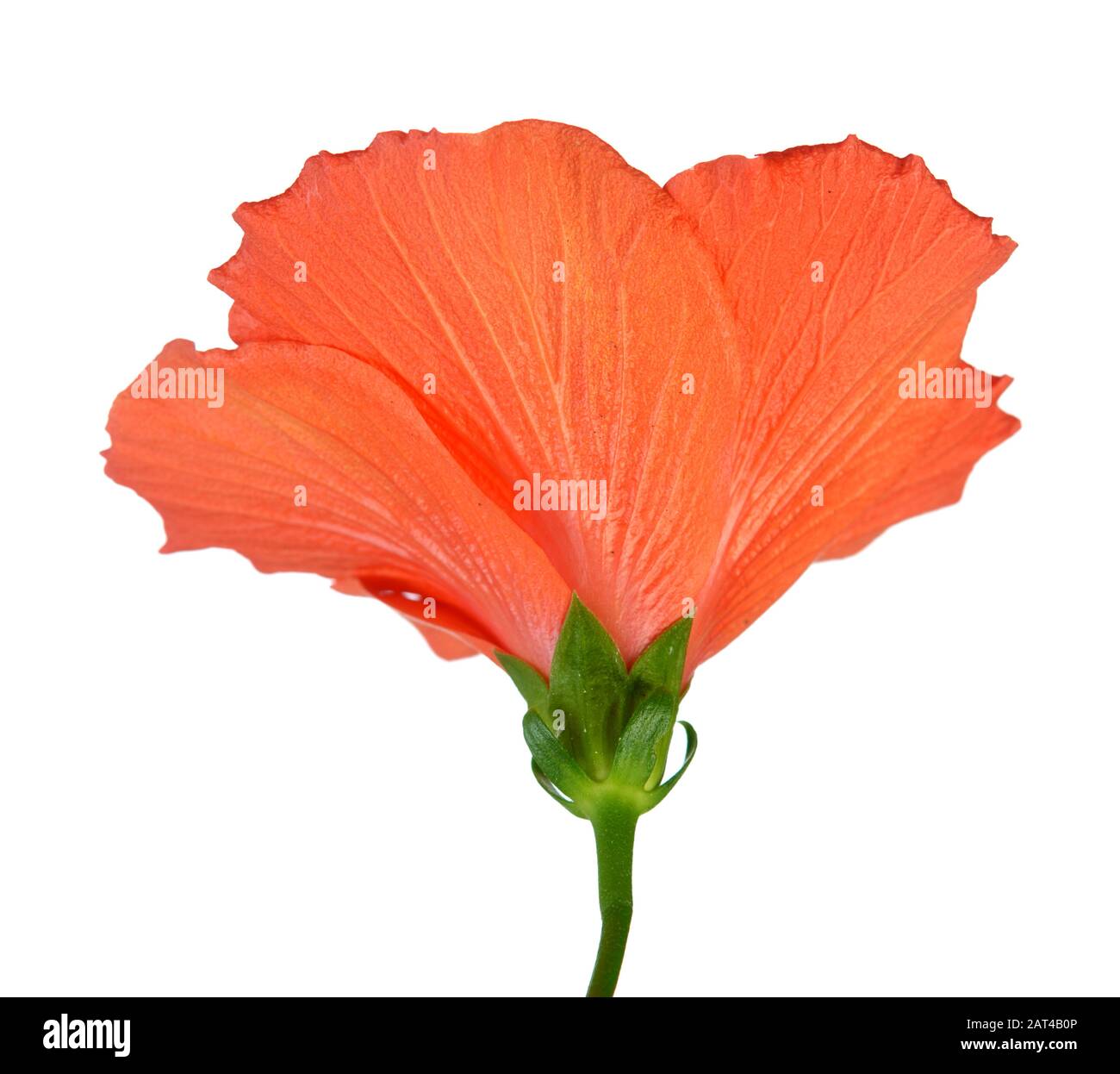 Orange color hibiscus flower isolated on white Stock Photo - Alamy