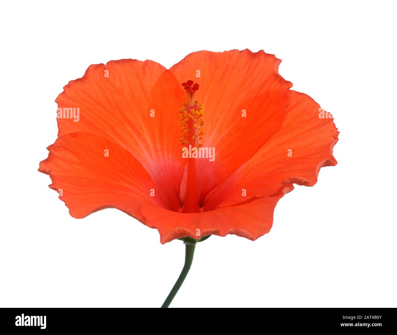 Orange color hibiscus flower isolated on white Stock Photo - Alamy