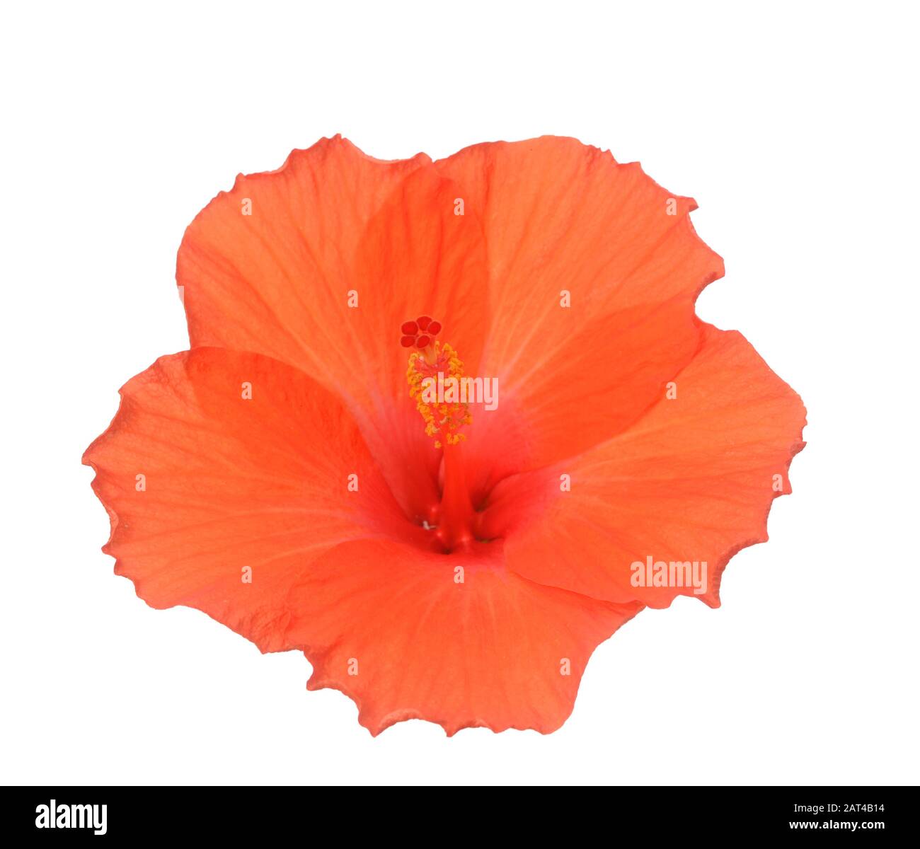 Orange color hibiscus flower isolated on white Stock Photo - Alamy