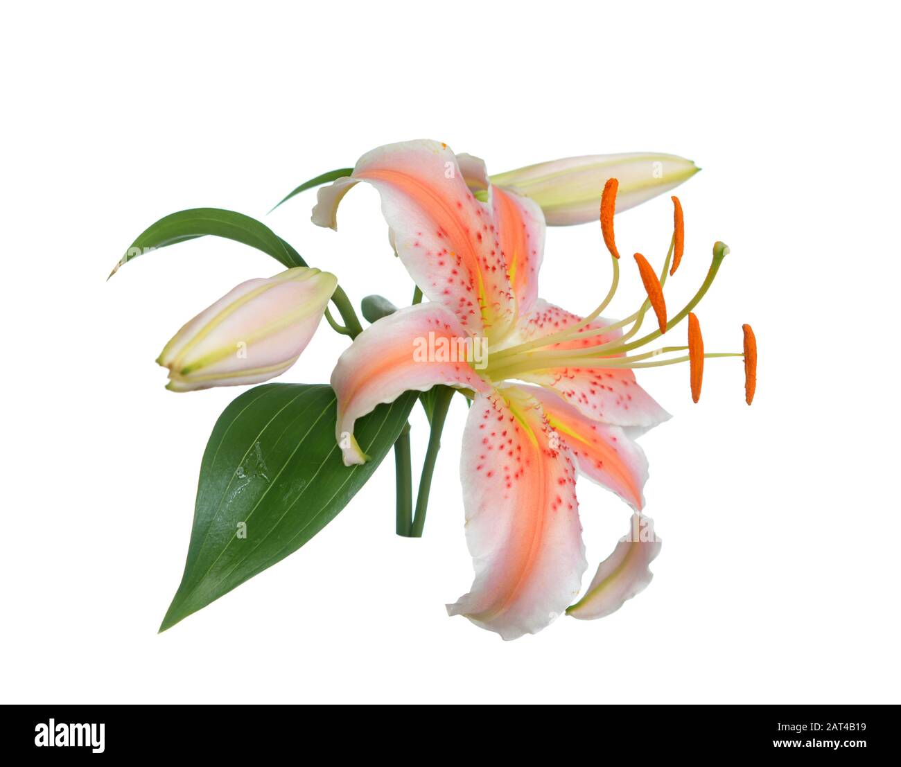 Orange color lily flower isolated on white Stock Photo - Alamy