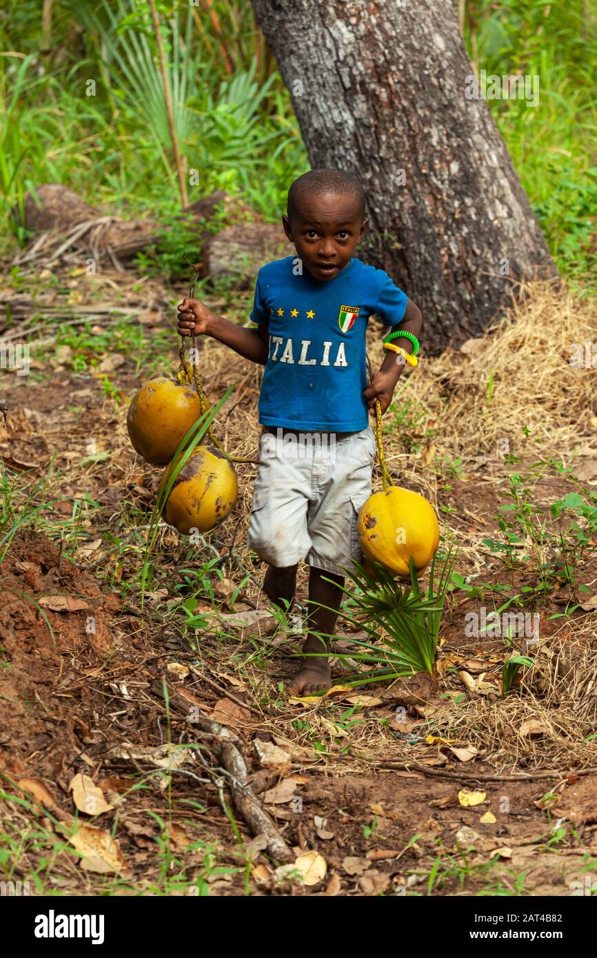 A small boy carrying freshly harvested coconuts in a village in Kenya ...
