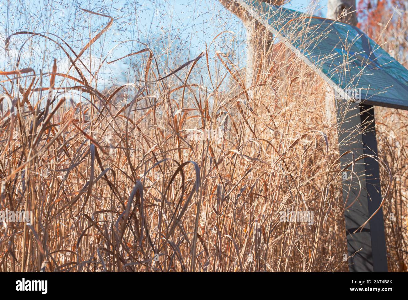 Tall brown grass Stock Photo - Alamy