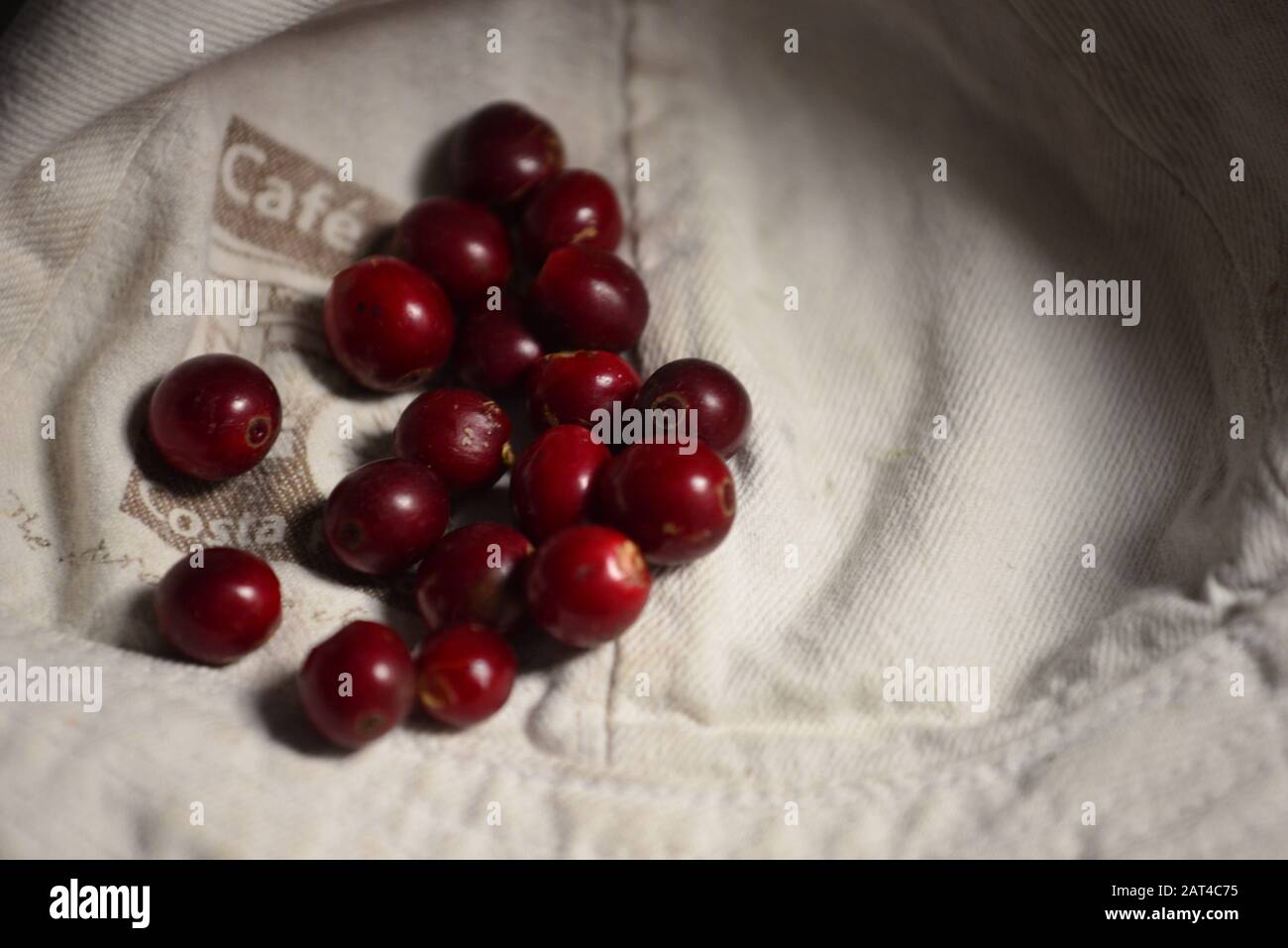 Ripe coffee cherries, just picked up Stock Photo - Alamy
