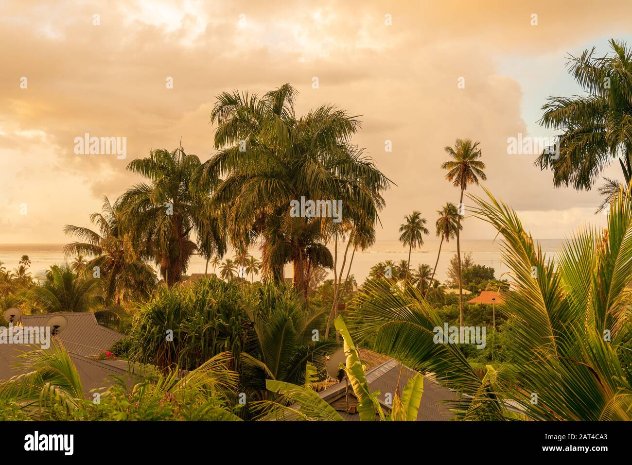 French Polynesian palm trees after a storm Stock Photo - Alamy