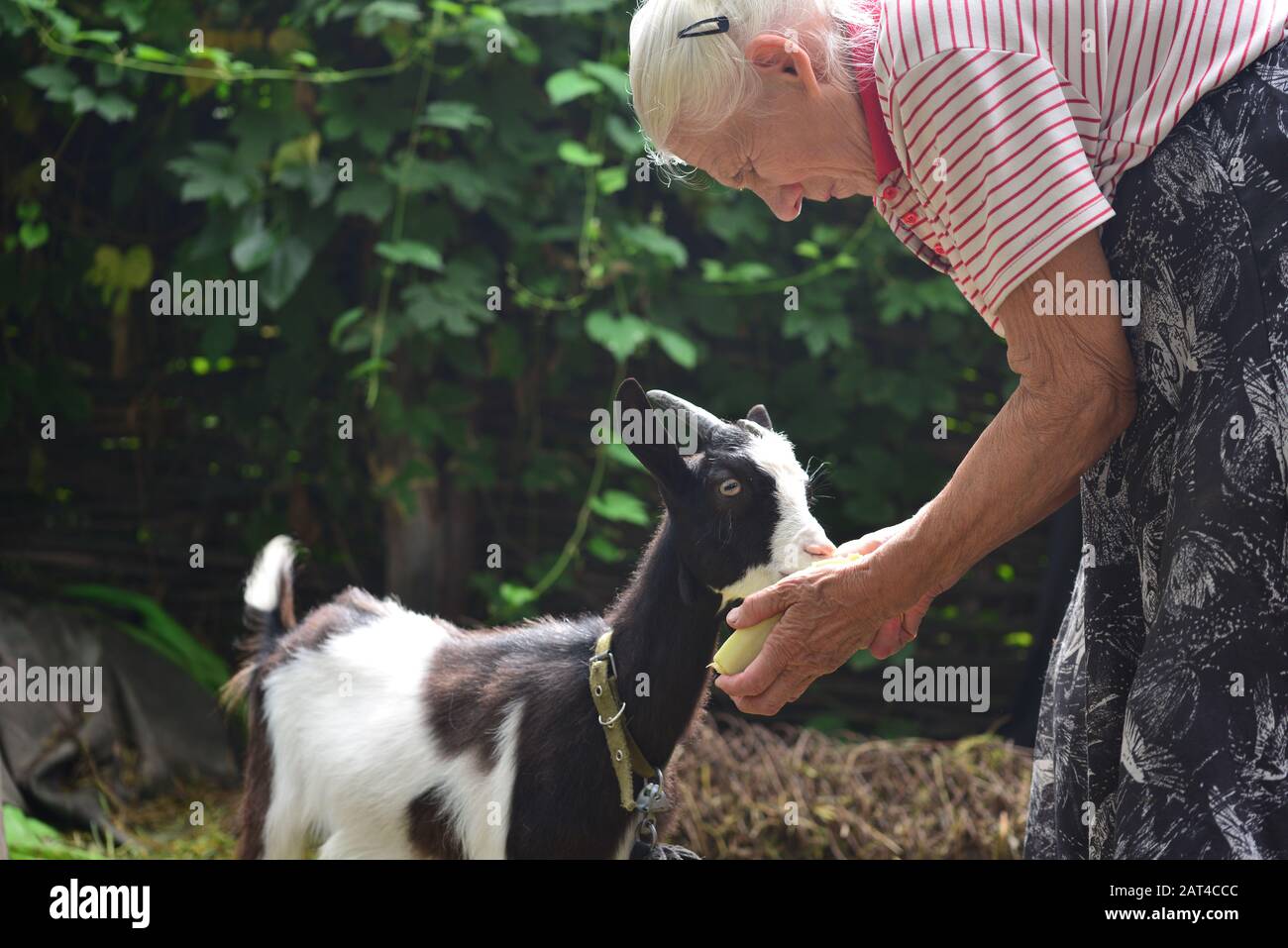 An aged lady, feeding young goat Stock Photo - Alamy