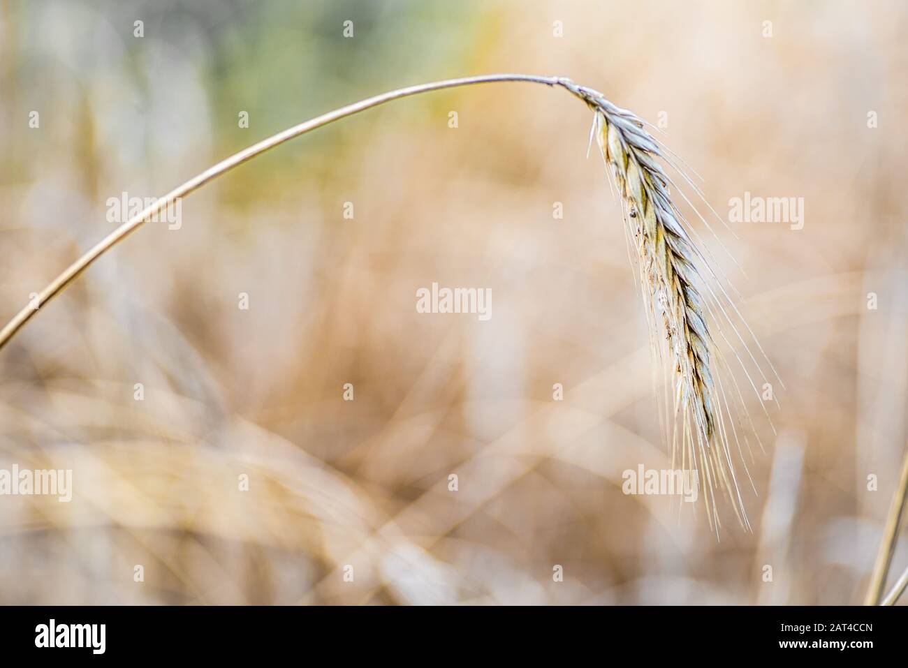 Rye aerial hi-res stock photography and images - Alamy