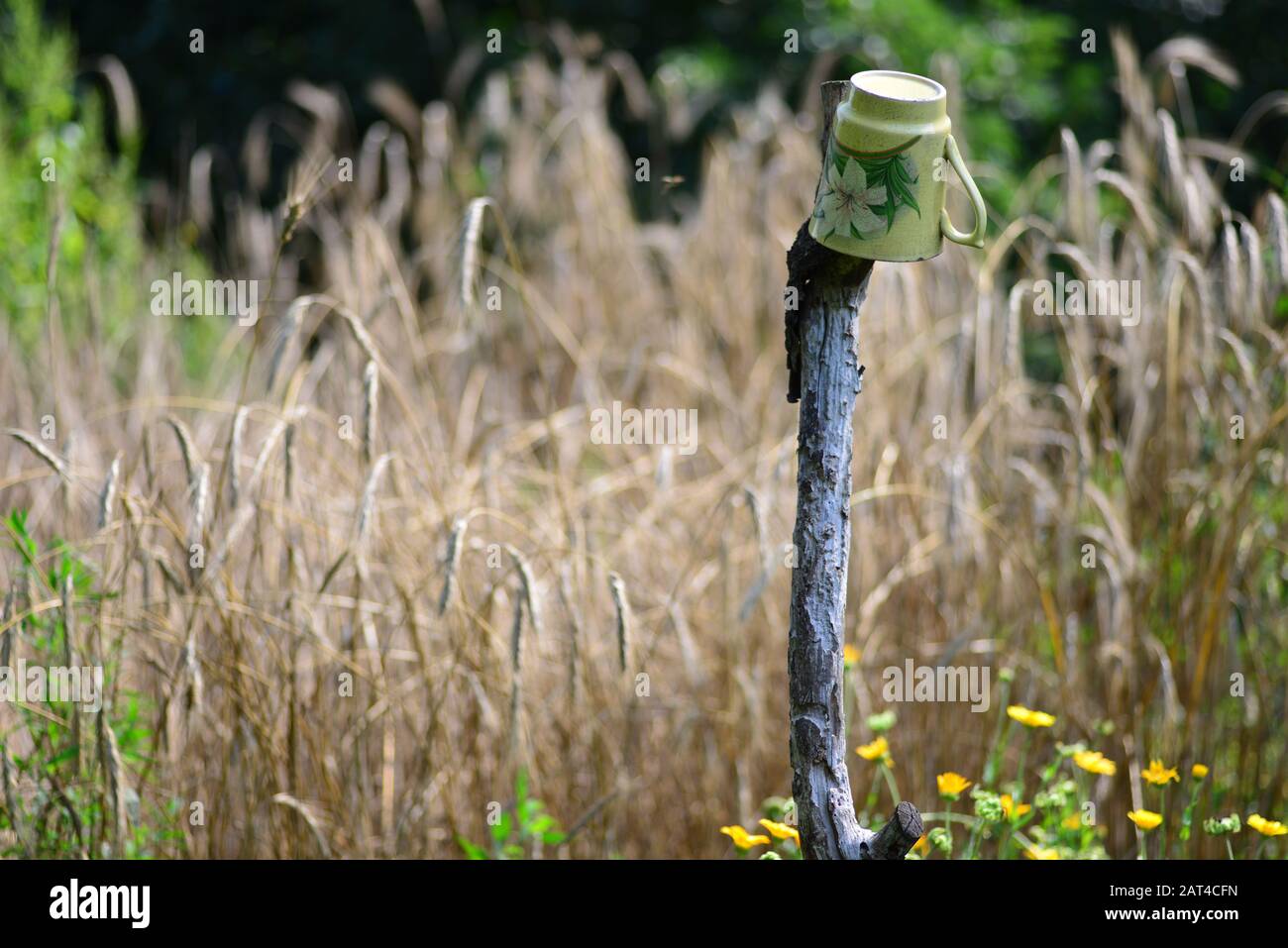 Small farmer rye field at Romny, Ukraine Stock Photo - Alamy