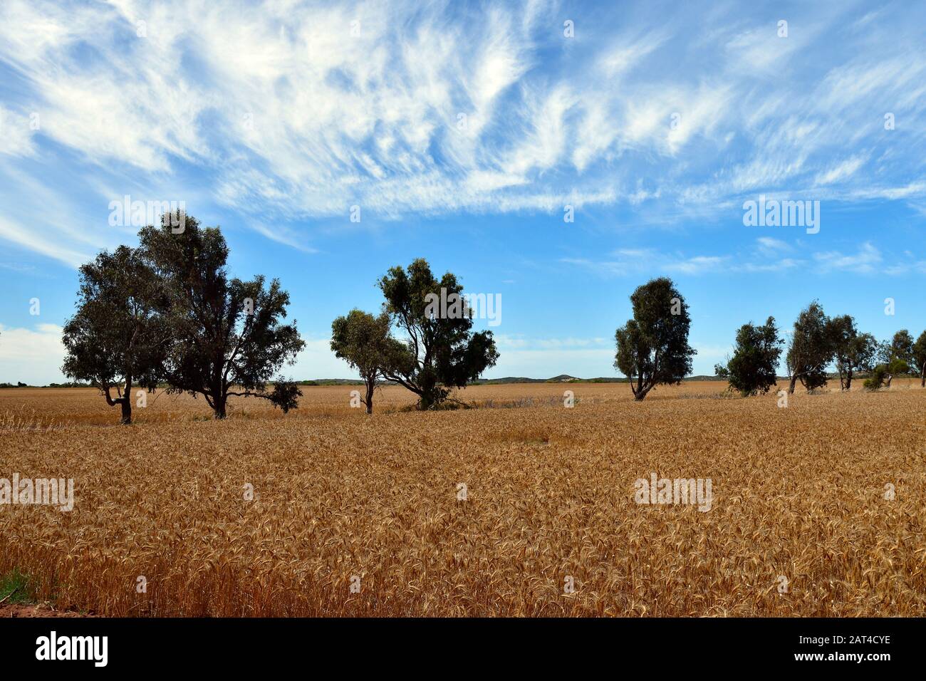 Wheat field australia hi-res stock photography and images - Alamy
