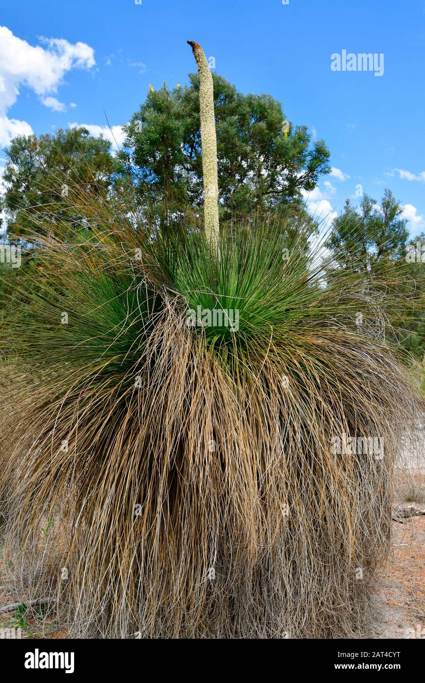 Grass tree flower xanthorrhoea hi-res stock photography and images - Alamy