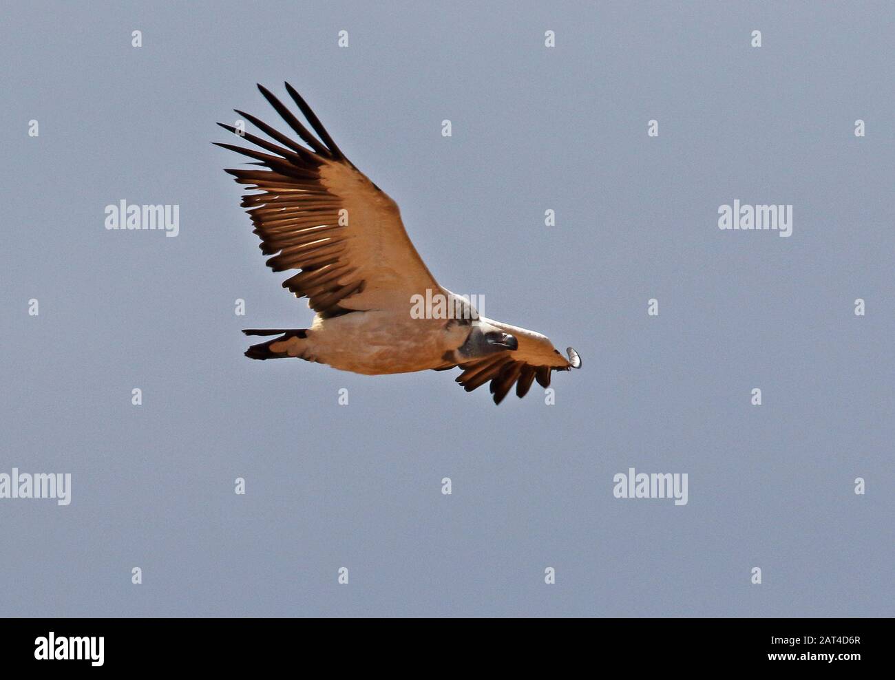 Cape Vulture (Gyps coprotheres) adult in flight south Western Cape ...