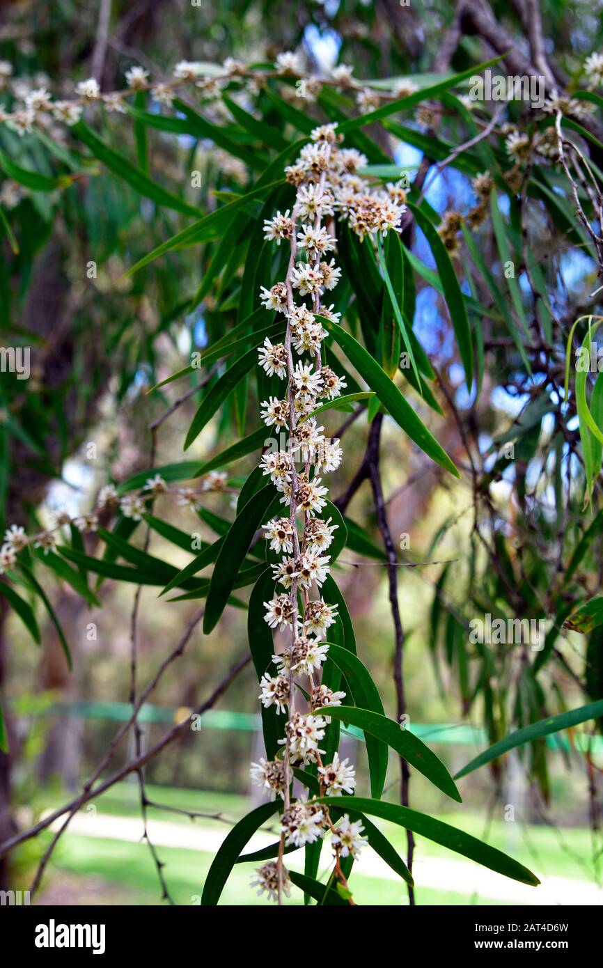 Peppermint tree hi-res stock photography and images - Alamy