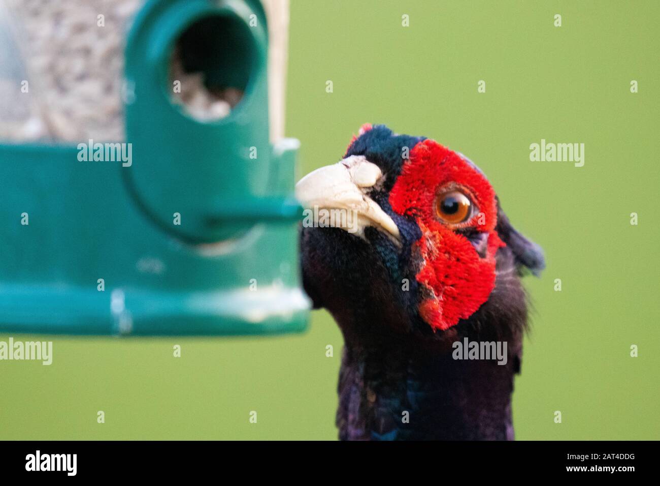 Pheasant feeder hi-res stock photography and images - Alamy