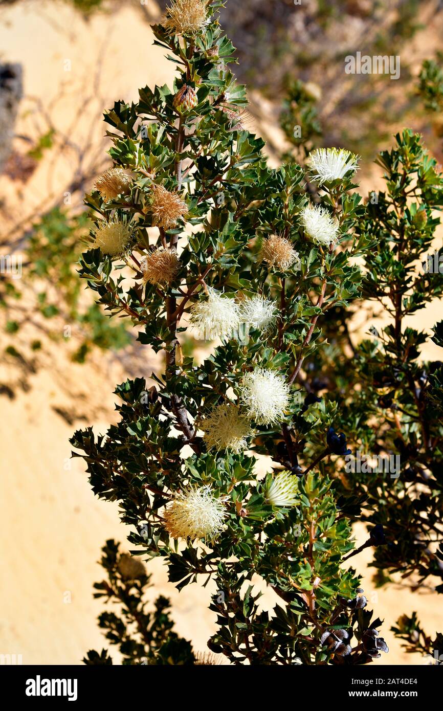 Australia, Banksia sessilis aka Parrot Bush Stock Photo - Alamy