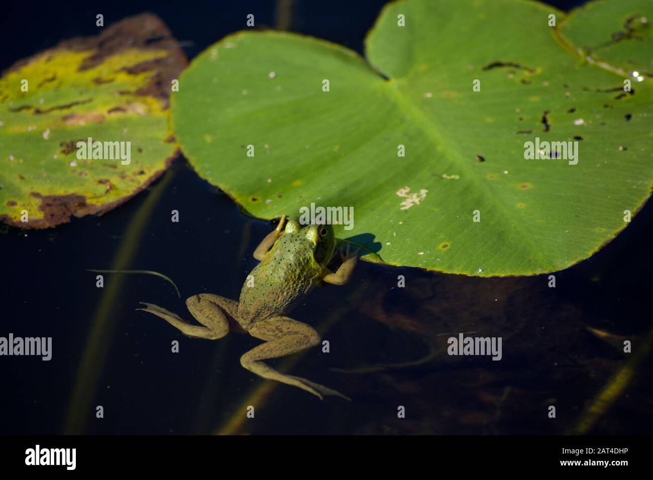 Frog on lilly pad hi-res stock photography and images - Alamy