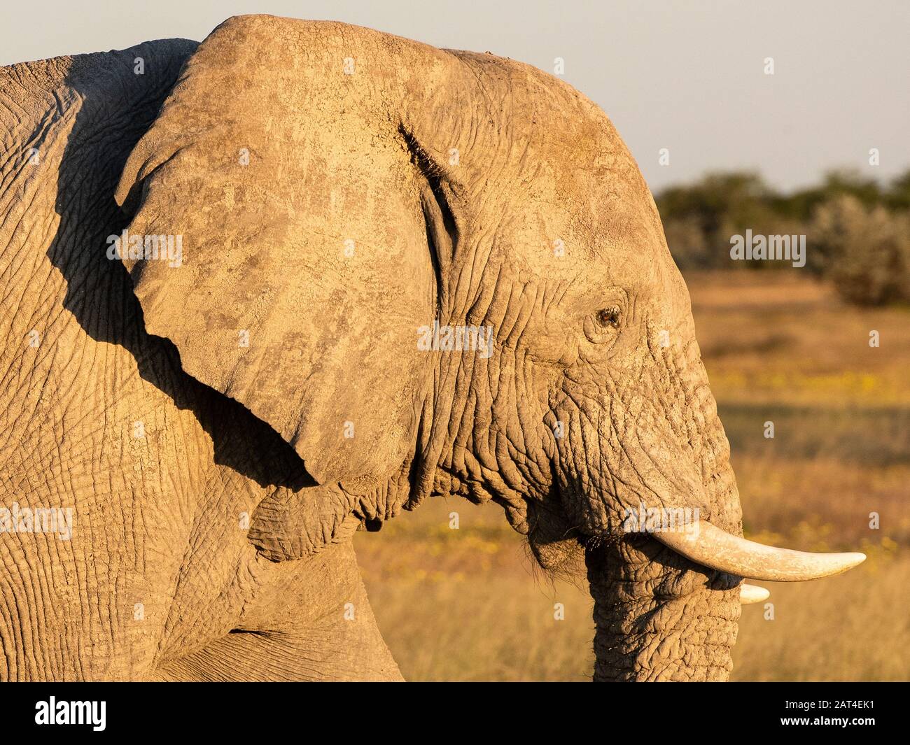 Elephant in Namibia Stock Photo - Alamy