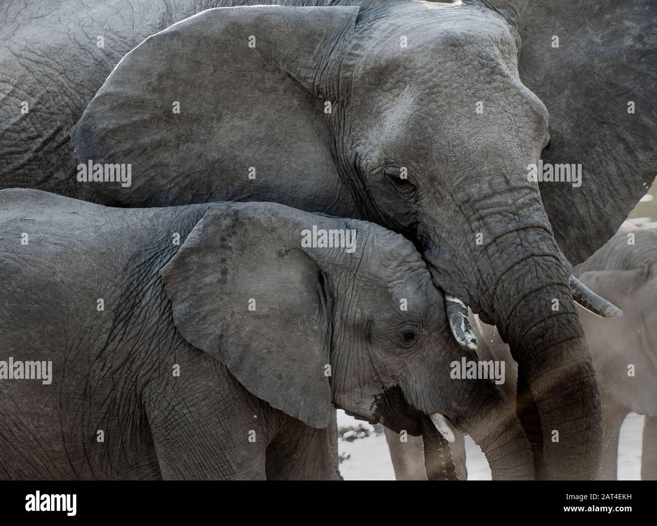 Elephants in Namibia Stock Photo - Alamy
