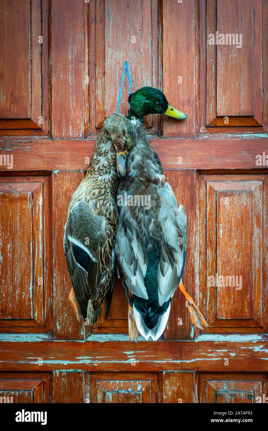 Two Mallard ducks (Anas platyrhynchos) a duck and a drake, hanging on a ...