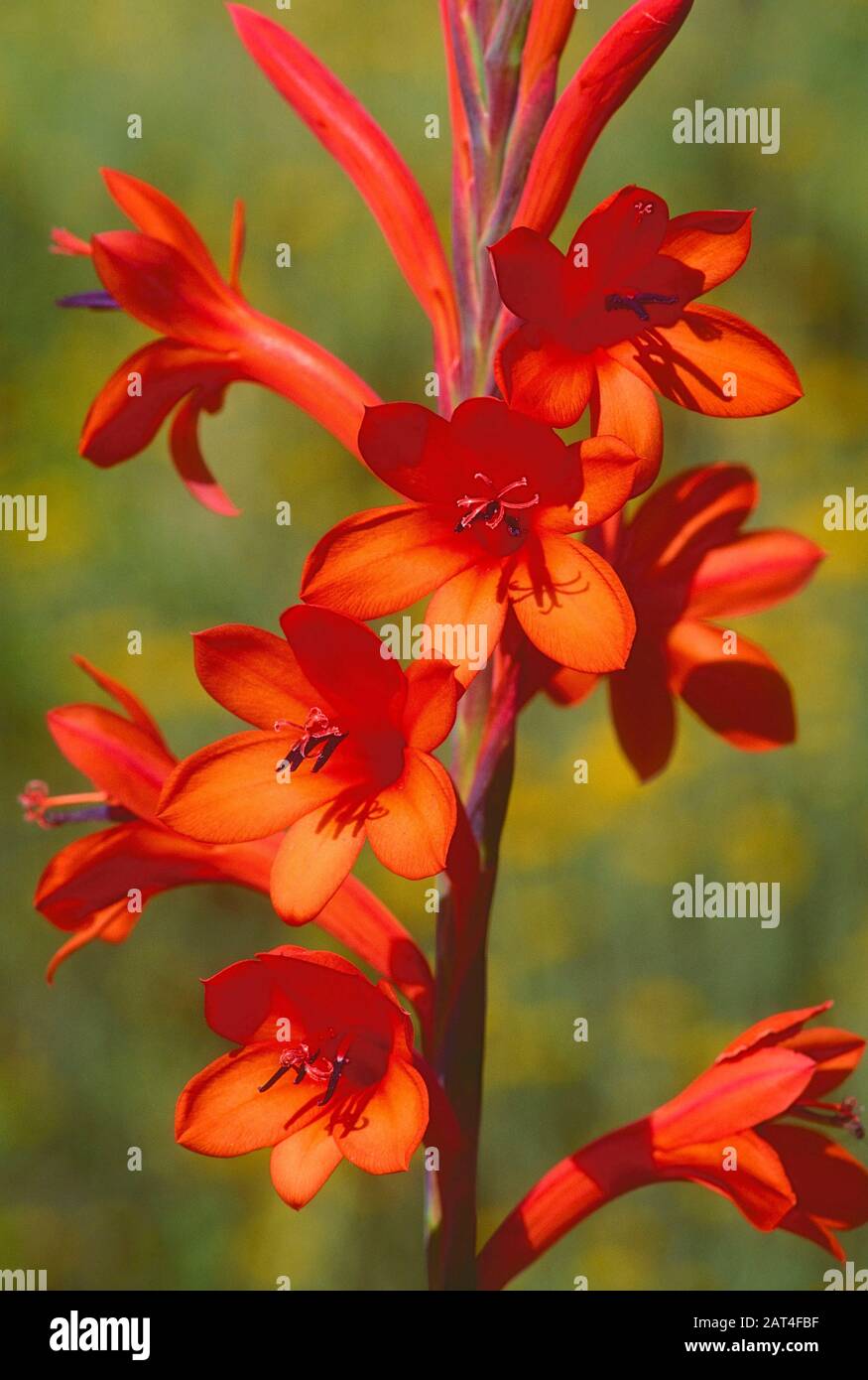 Bugle lily, Watsonia spec., Iridaceae, inflorescence, blossoms, flower ...