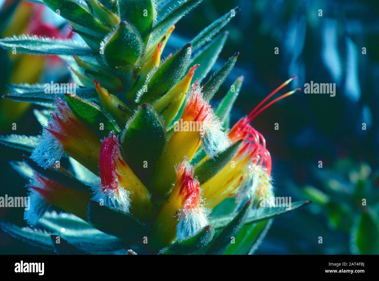 Plant mimetes hi-res stock photography and images - Alamy