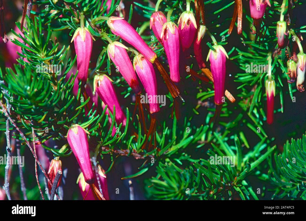 Glandulous hi-res stock photography and images - Alamy