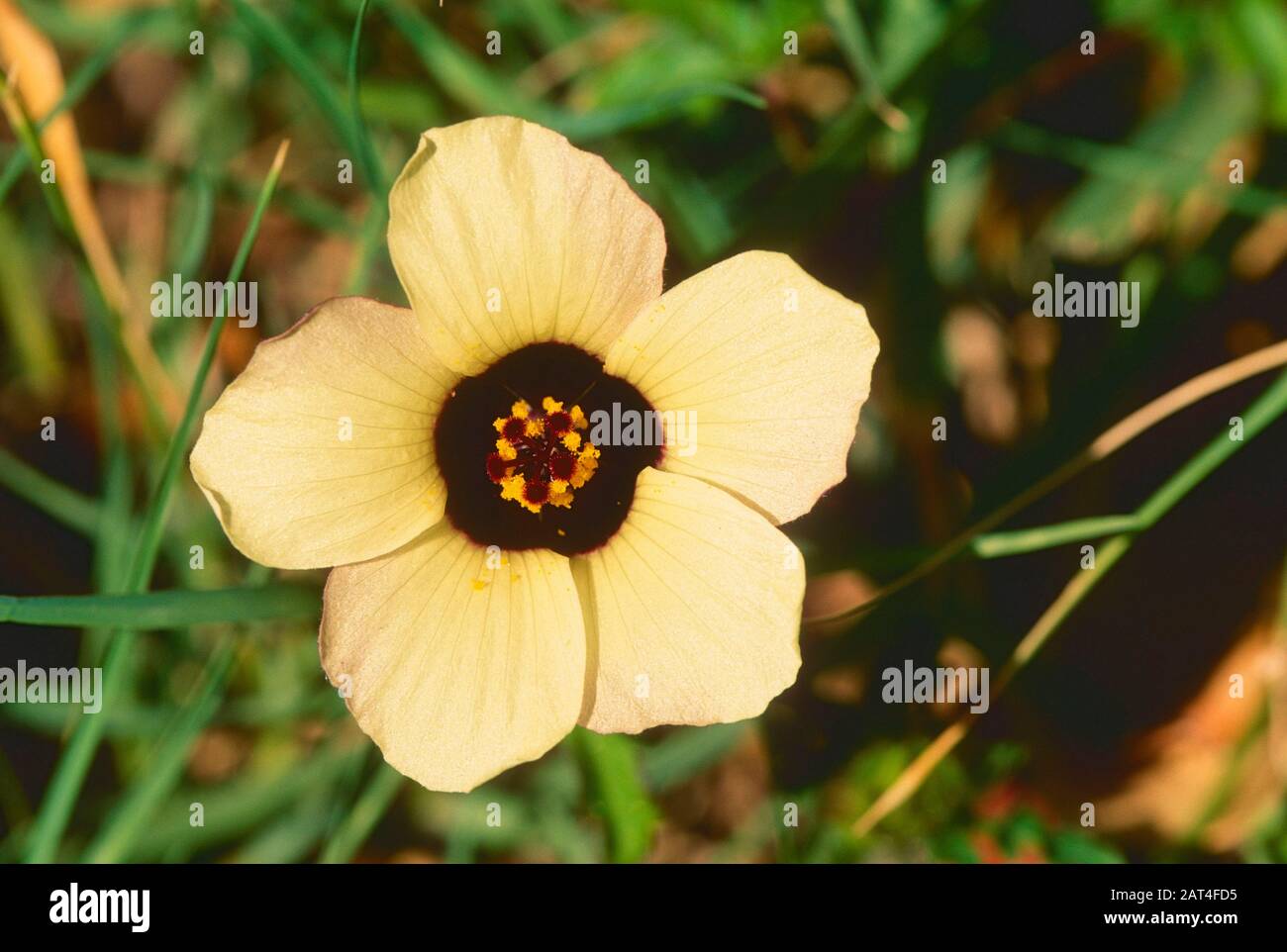 Venice Mallow, Hibiscus trionum, Malvaceae, blossom, blooming, flower ...