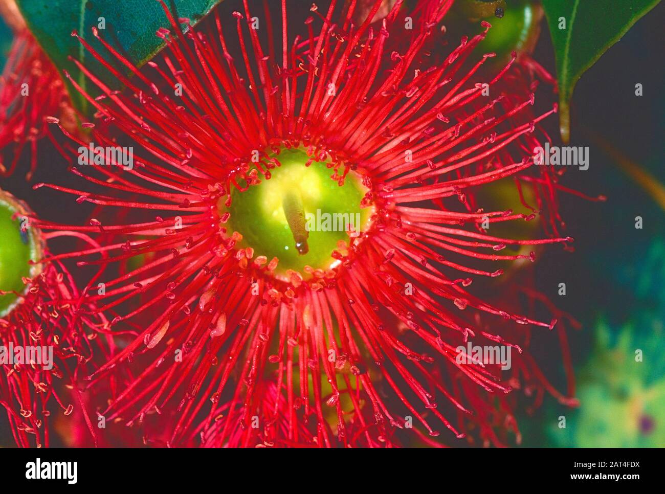 Bloodwood tree south africa hi-res stock photography and images - Alamy