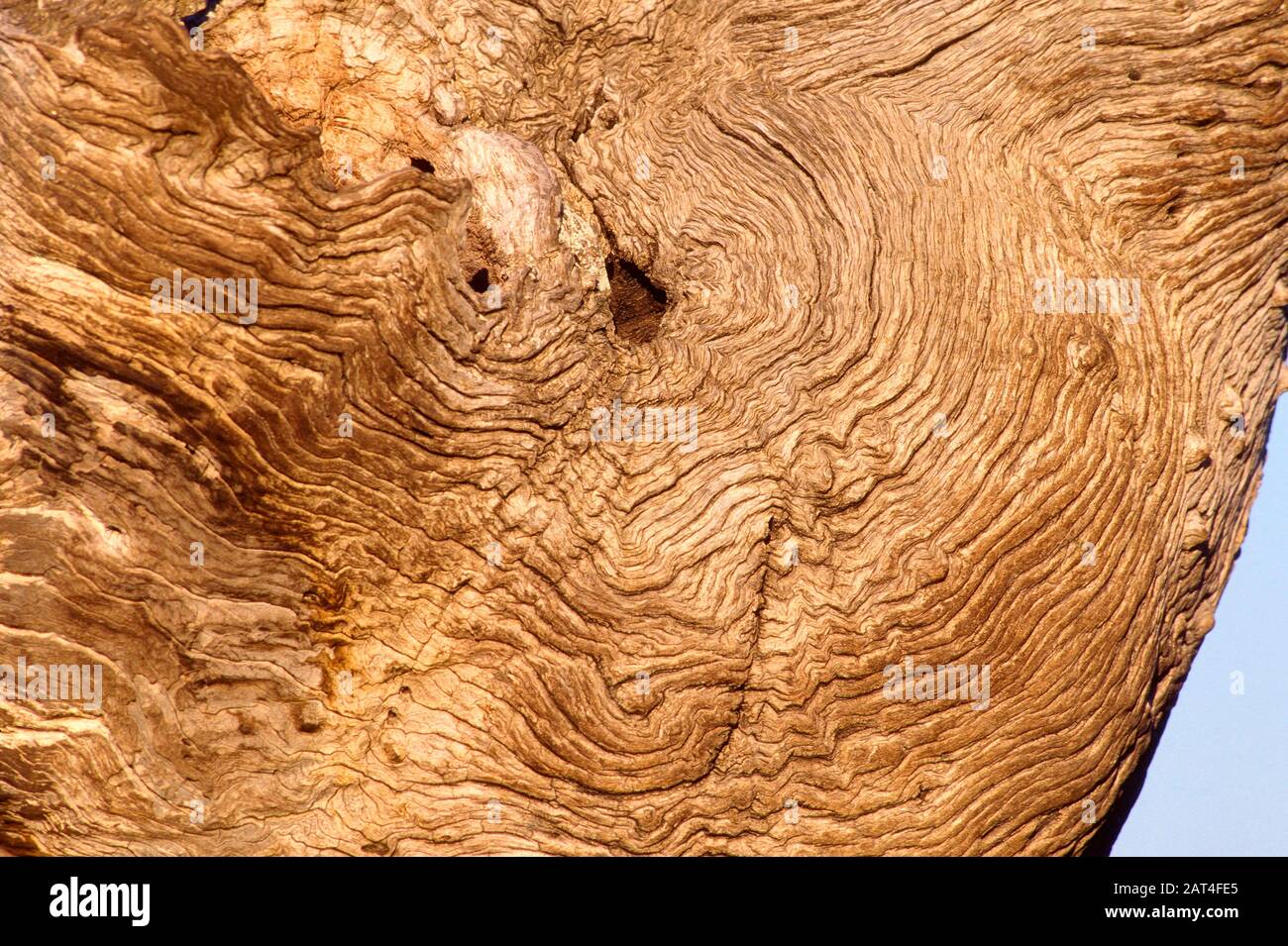 Scrawny High Resolution Stock Photography and Images - Alamy