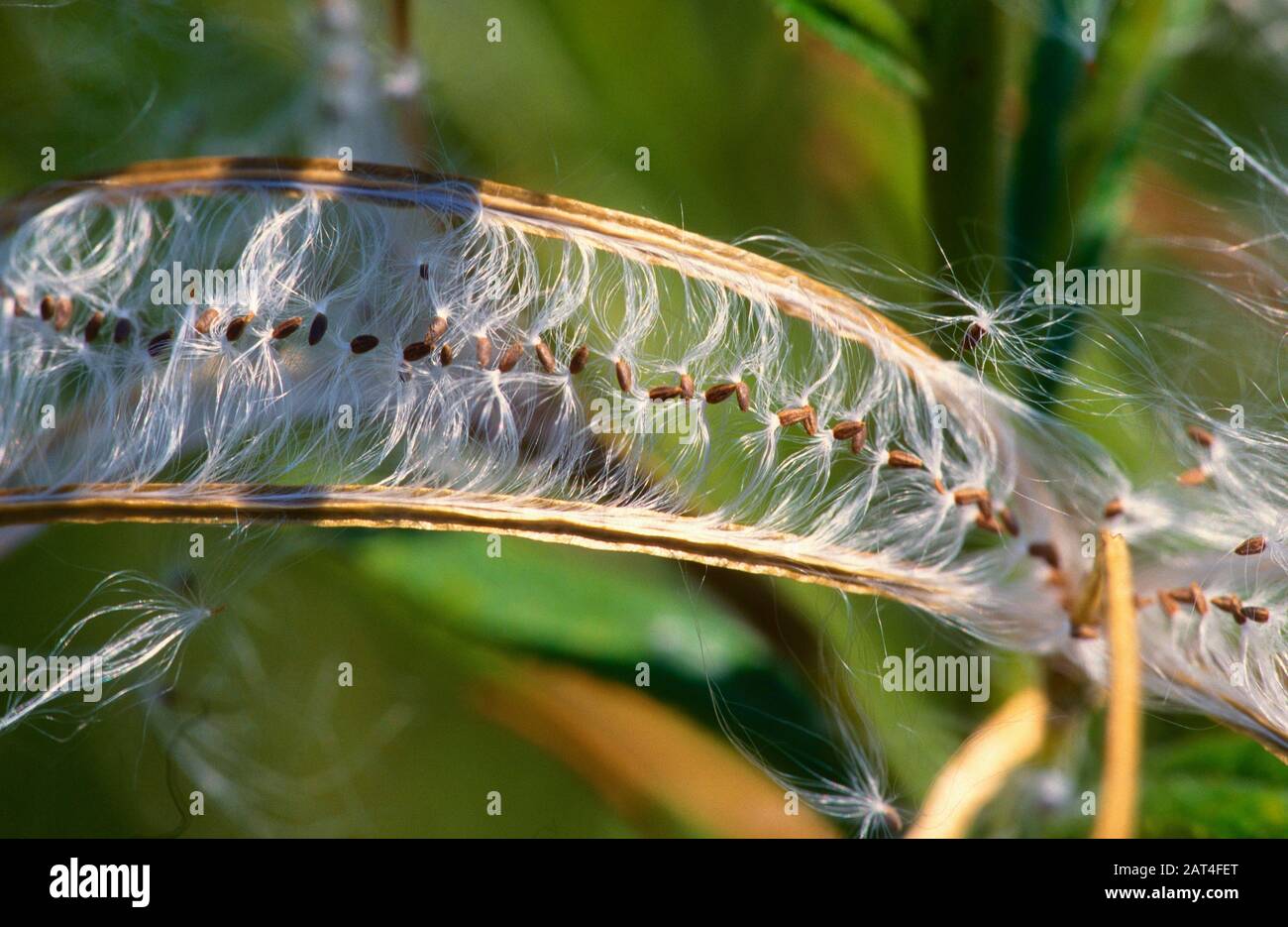 Fireweed angustifolium seed hi-res stock photography and images - Alamy