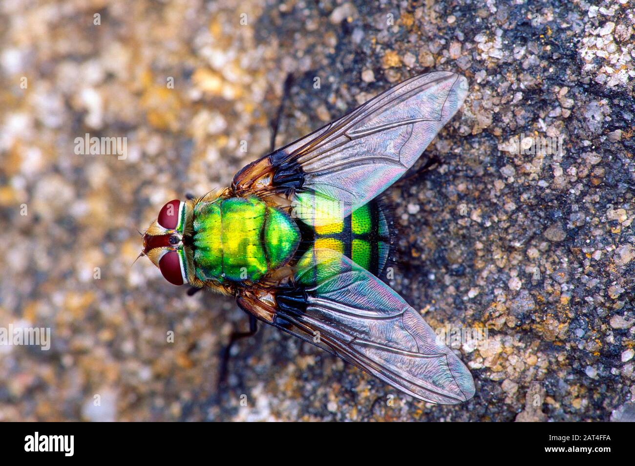 Bowfly hi-res stock photography and images - Alamy