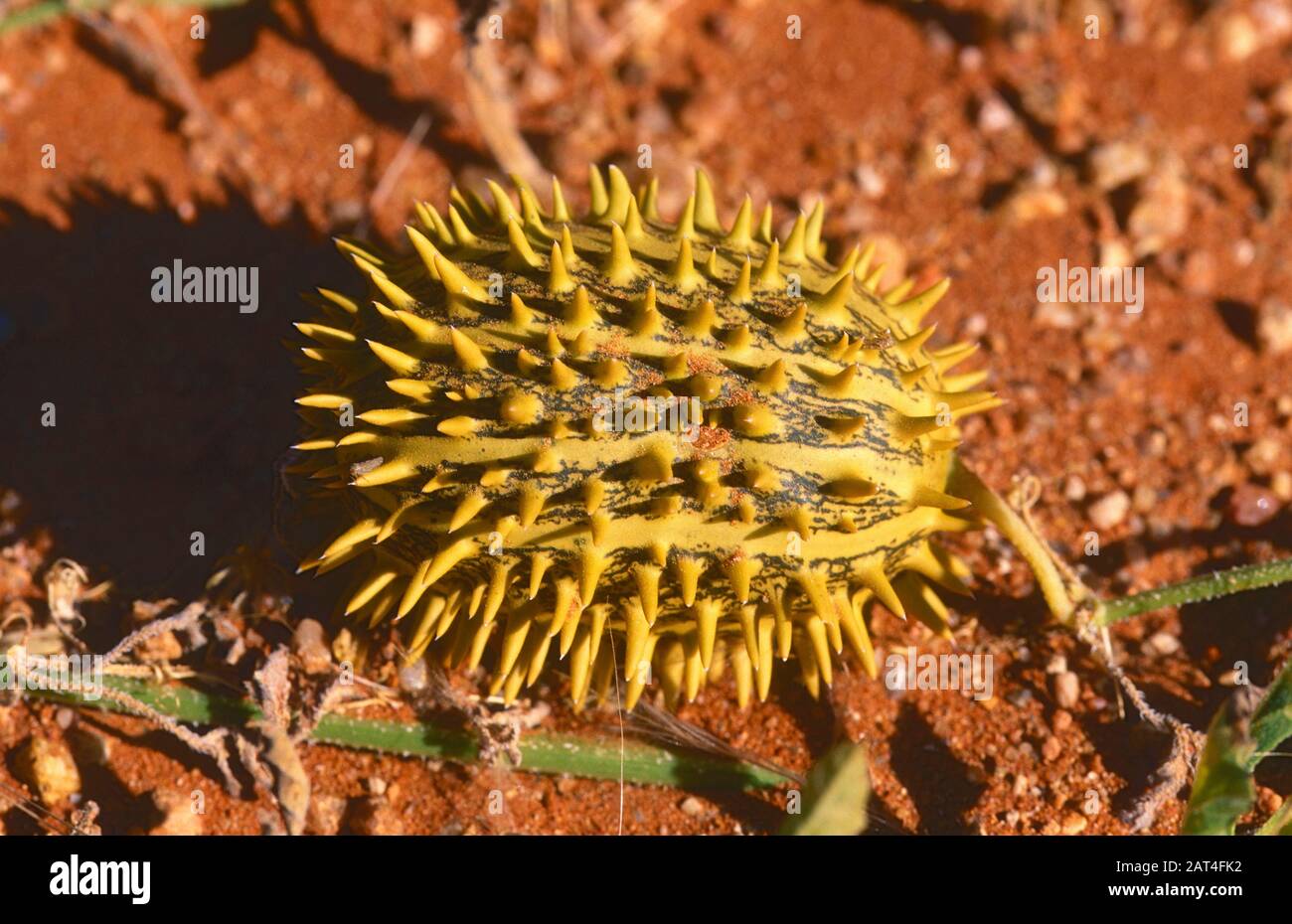 Wild Cucumber High Resolution Stock Photography and Images - Alamy