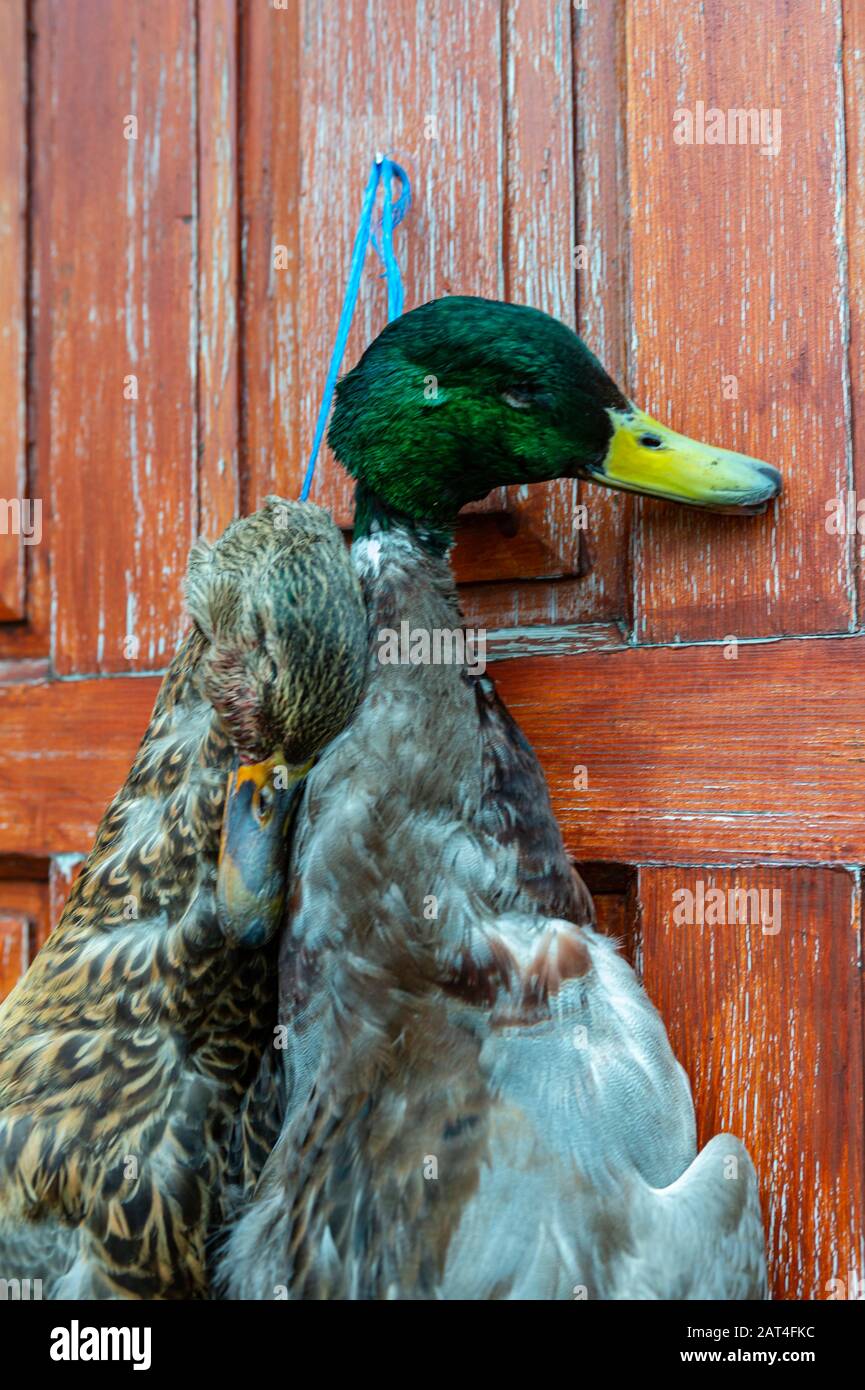 Hanging ducks hi-res stock photography and images - Alamy
