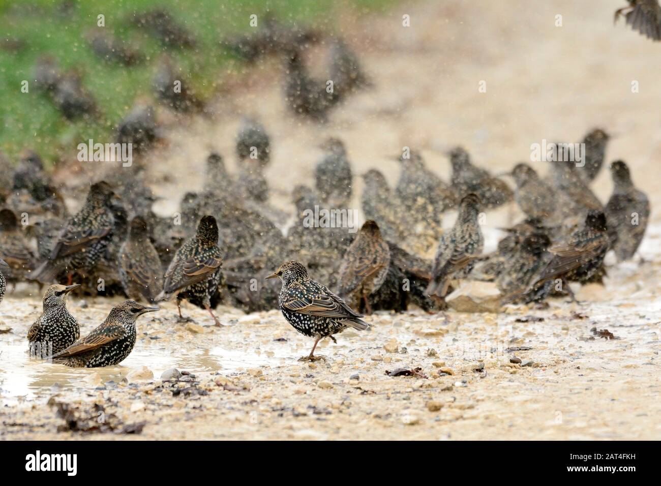 Common Starling, Sturnis vulgaris, Sturnidae, flock, bathing, bird ...