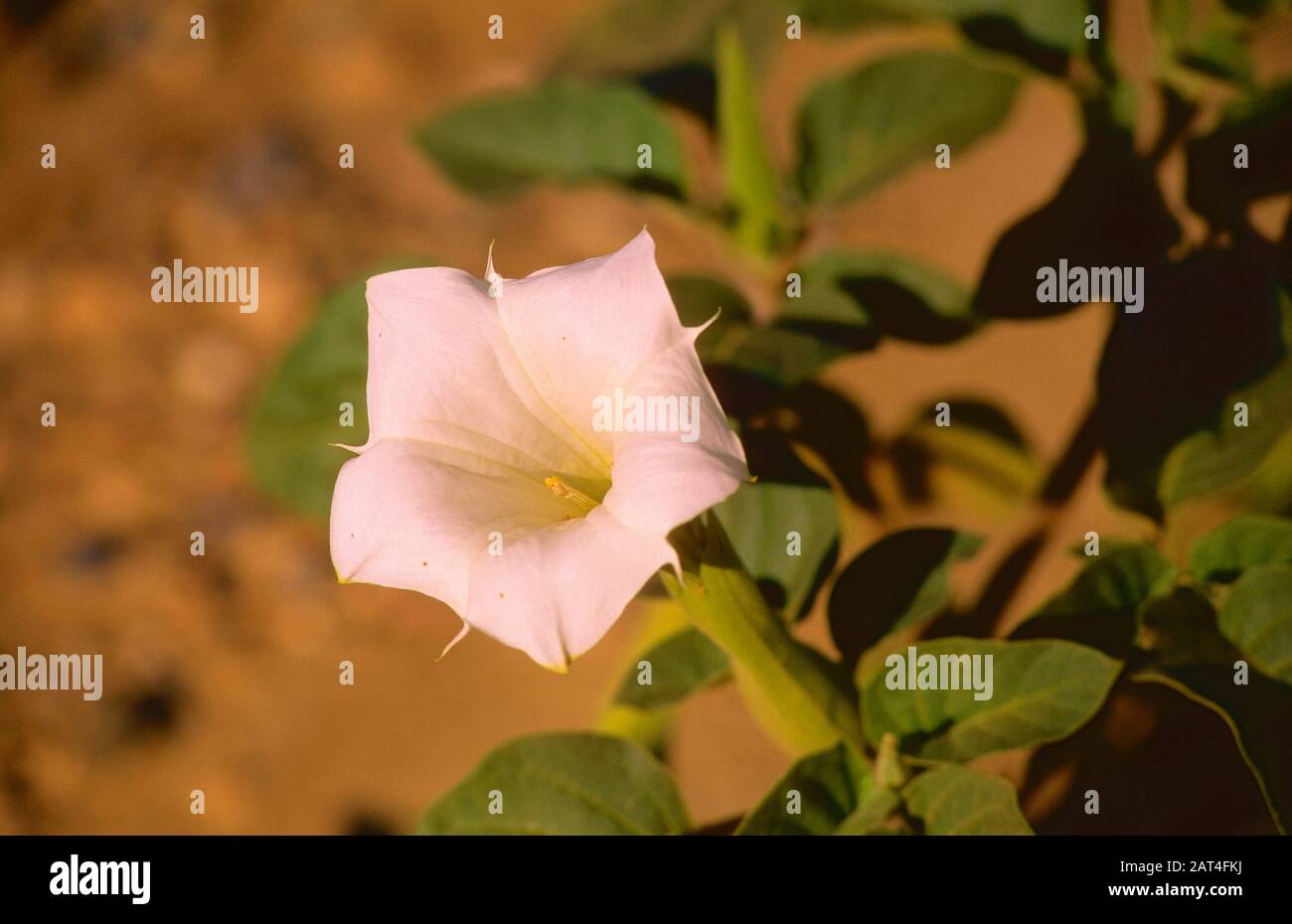 Datura stramonium hi-res stock photography and images - Alamy